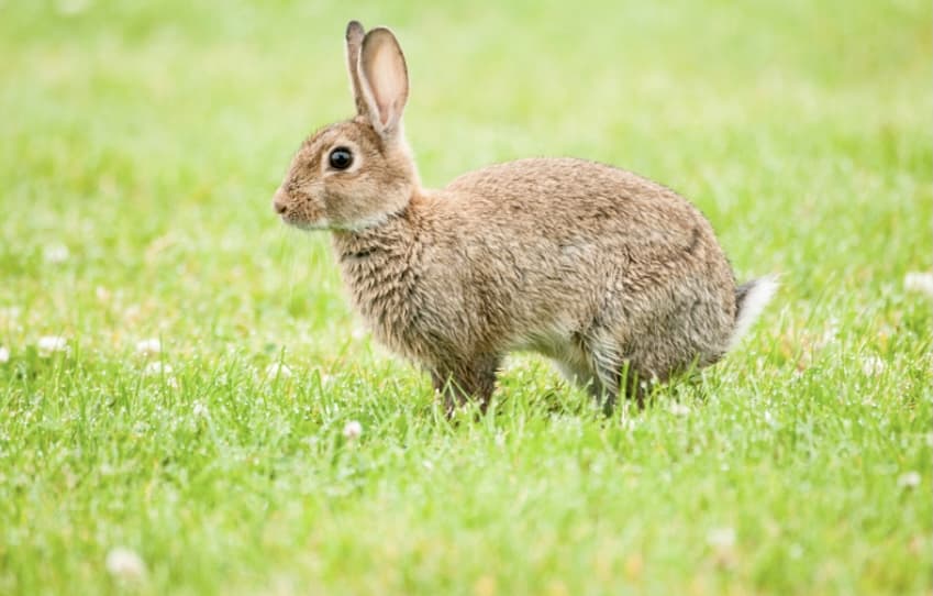 Tornado Rabbit Fencing - Farm Supplier